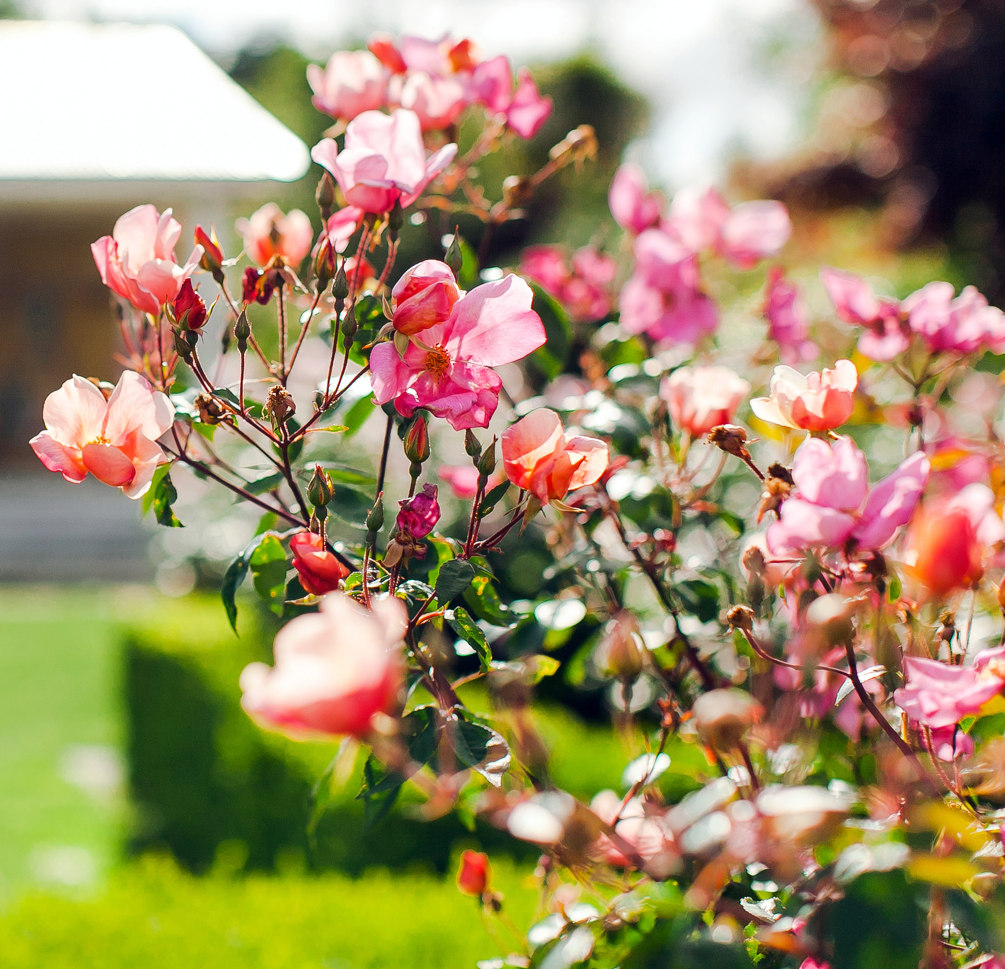 Gardens to visit - Plum Meadows