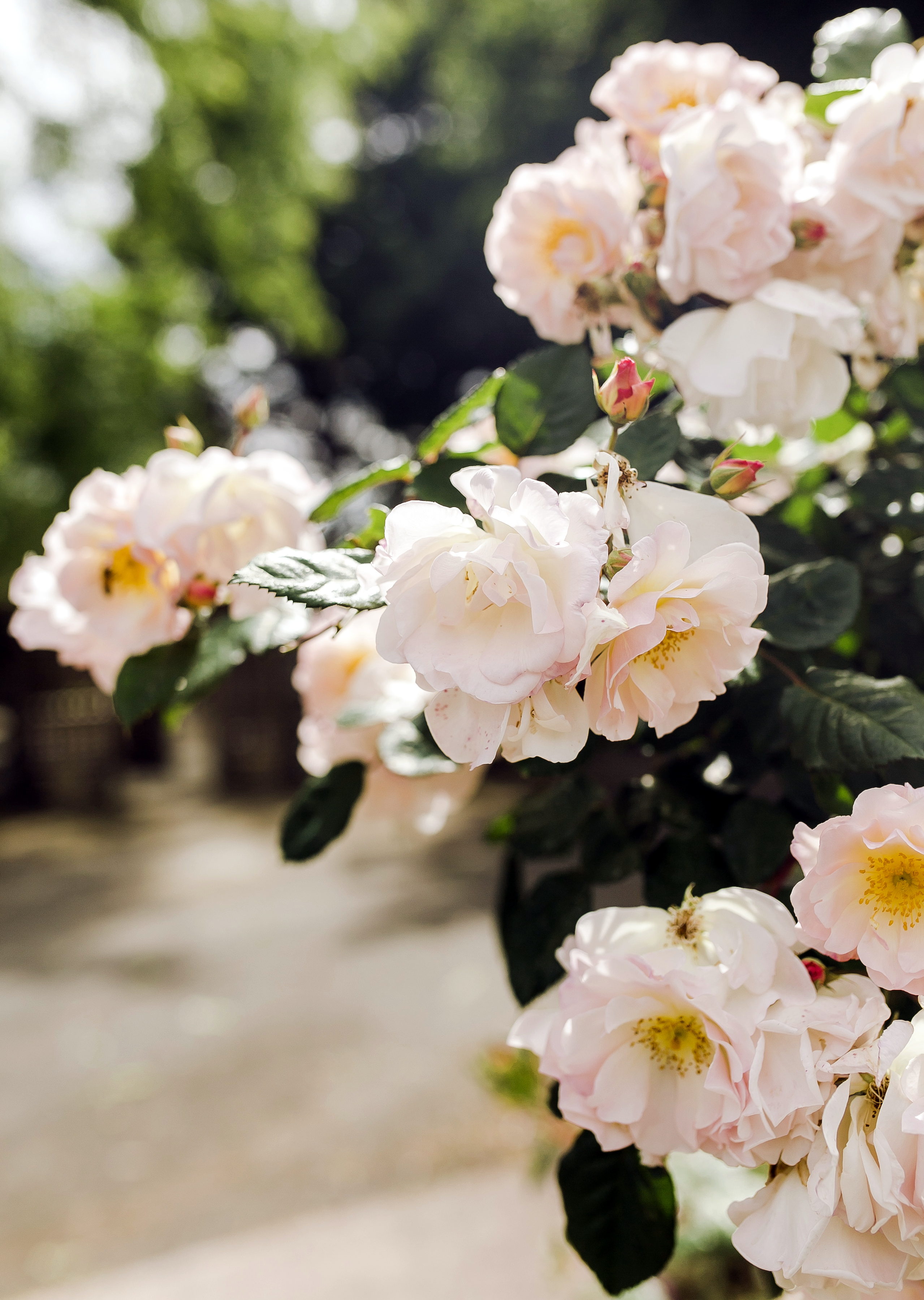 Gardens to visit - Plum Meadows