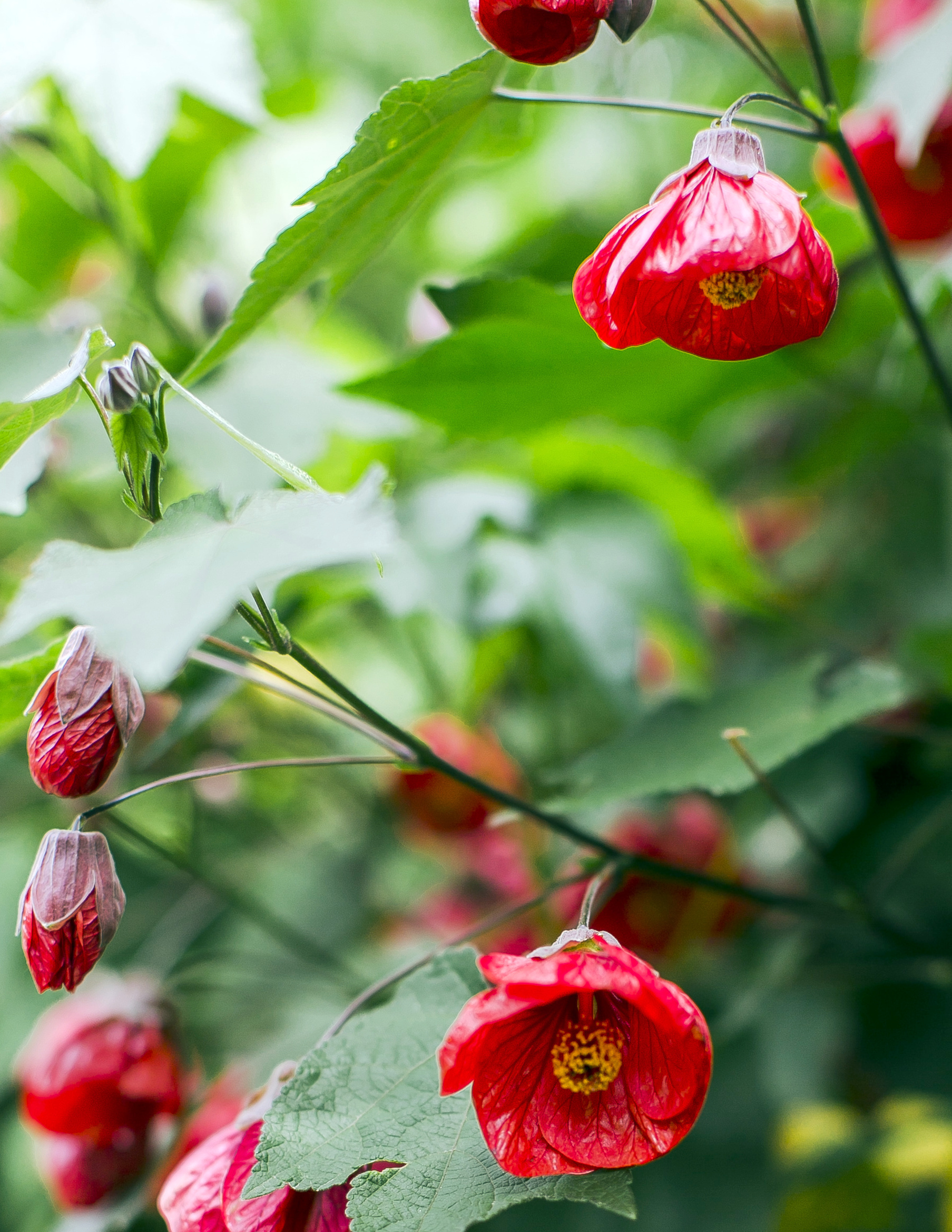 Gardens to Visit - Plum Meadows